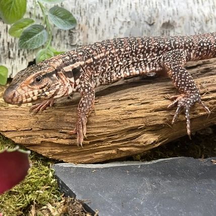 Red Tegu 66% het Anery