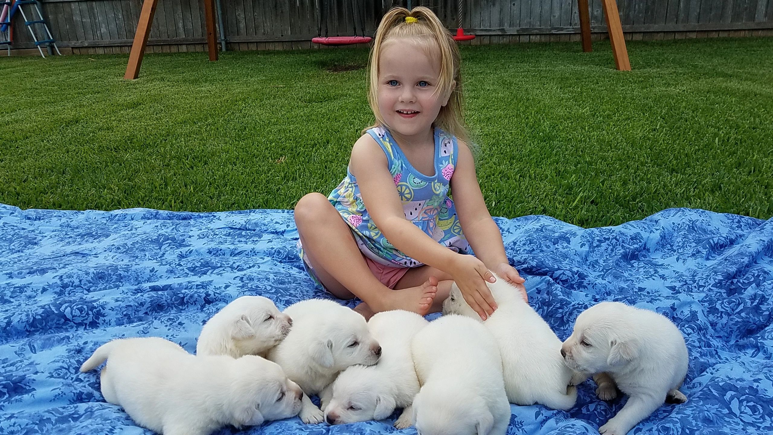 Labrador Retrievers of Texas - Labrador Retriever Puppies, Puppies