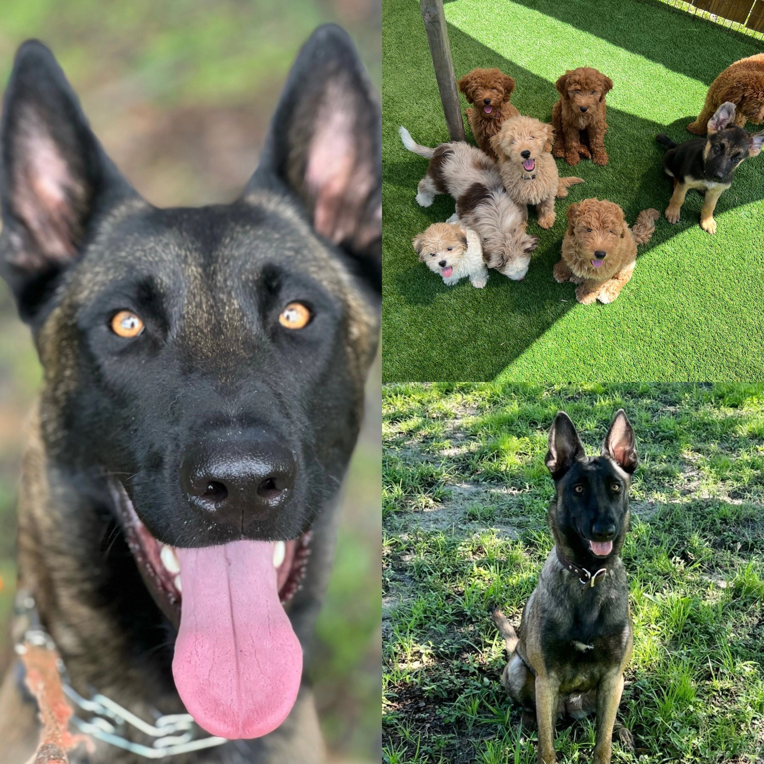 Professional Dog Training - CR Shepherds