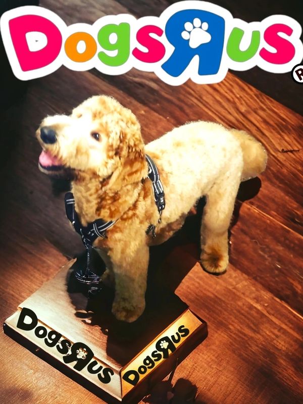 Professional Dog Grooming Salon in Your Area