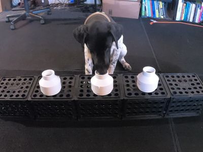 Genetics – American Kennel Club