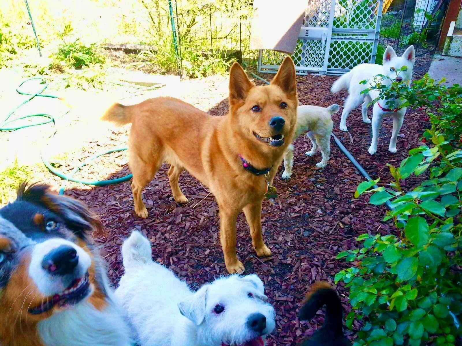 Nomadforanimals - Animal Property Sitting, Long Term Property Animal ...