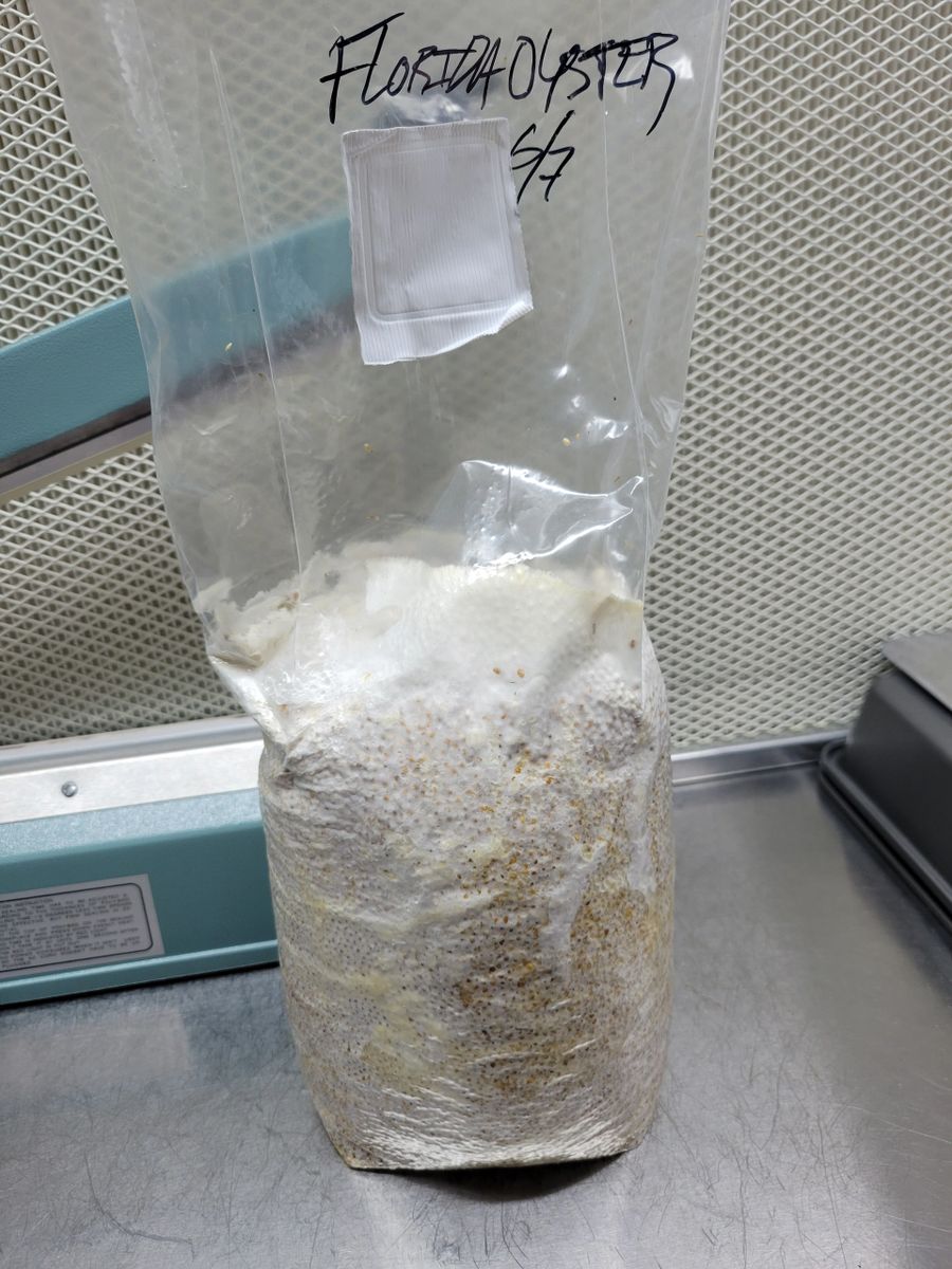 Fully Colonized Grain Spawn