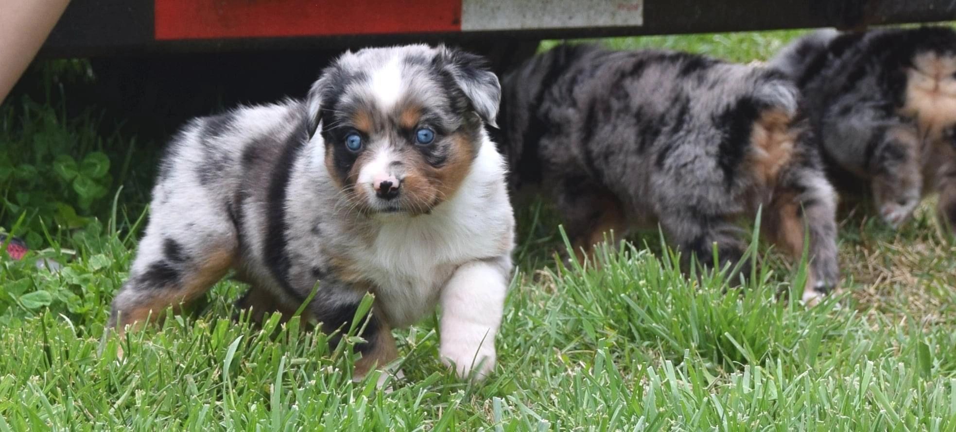 Tiny Toy Aussies