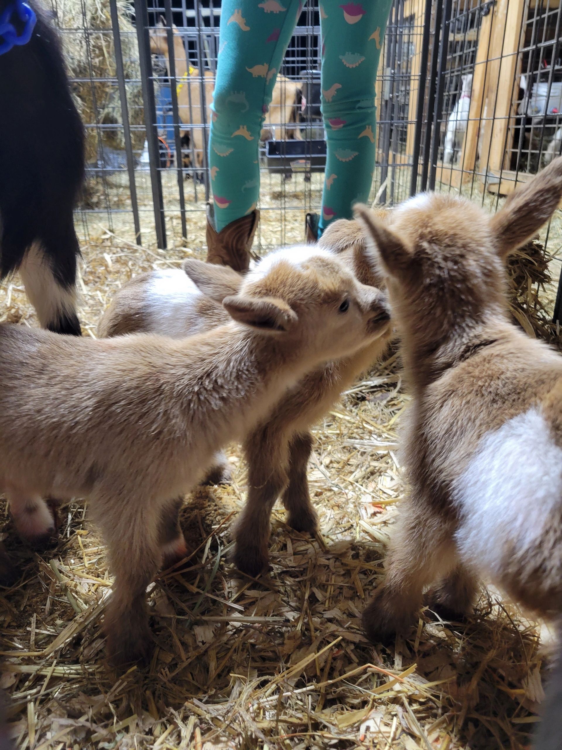 Deitz Dream Farm - Goats, Dairy Goats