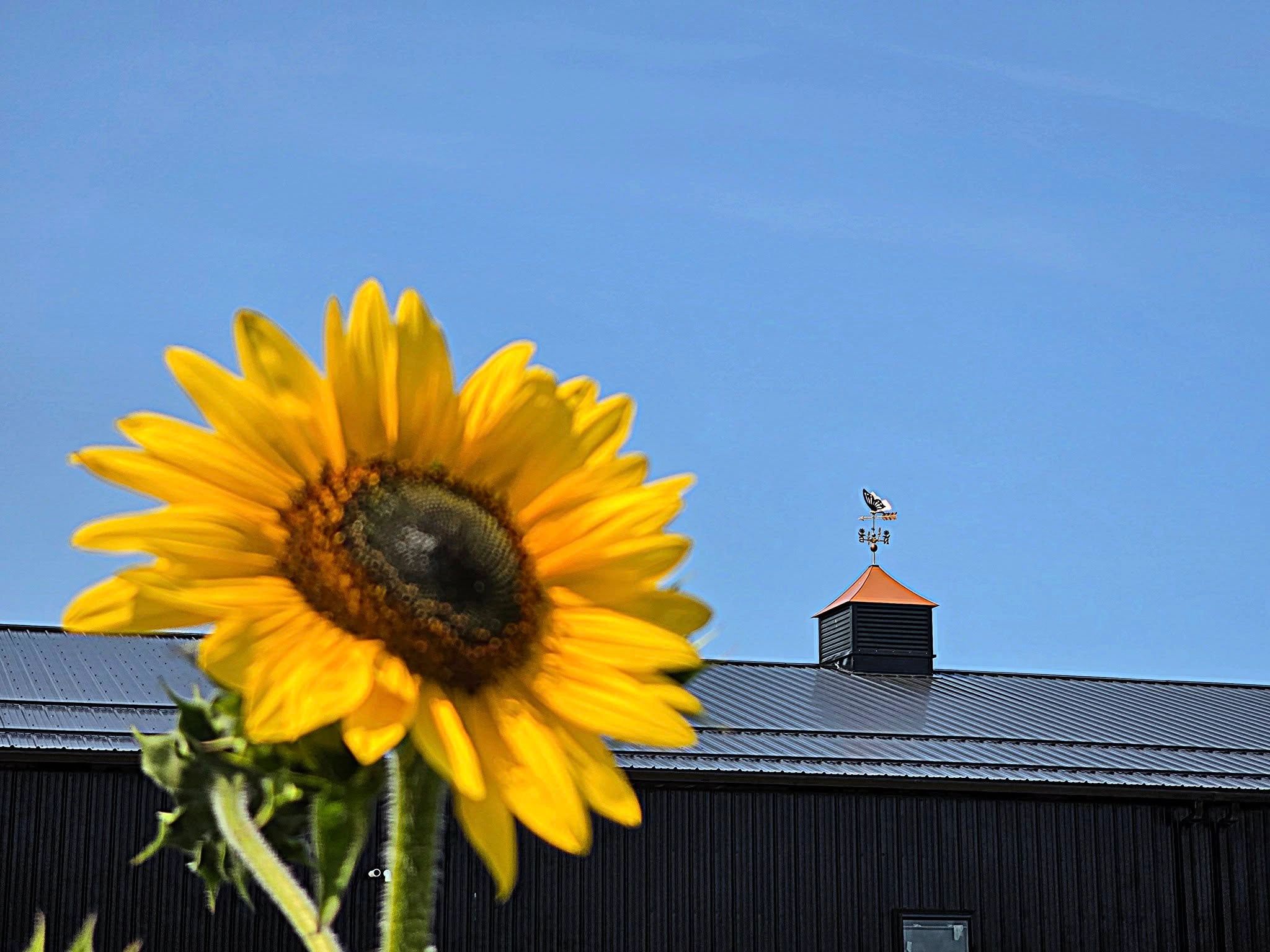 Monarch Meadow Vineyard