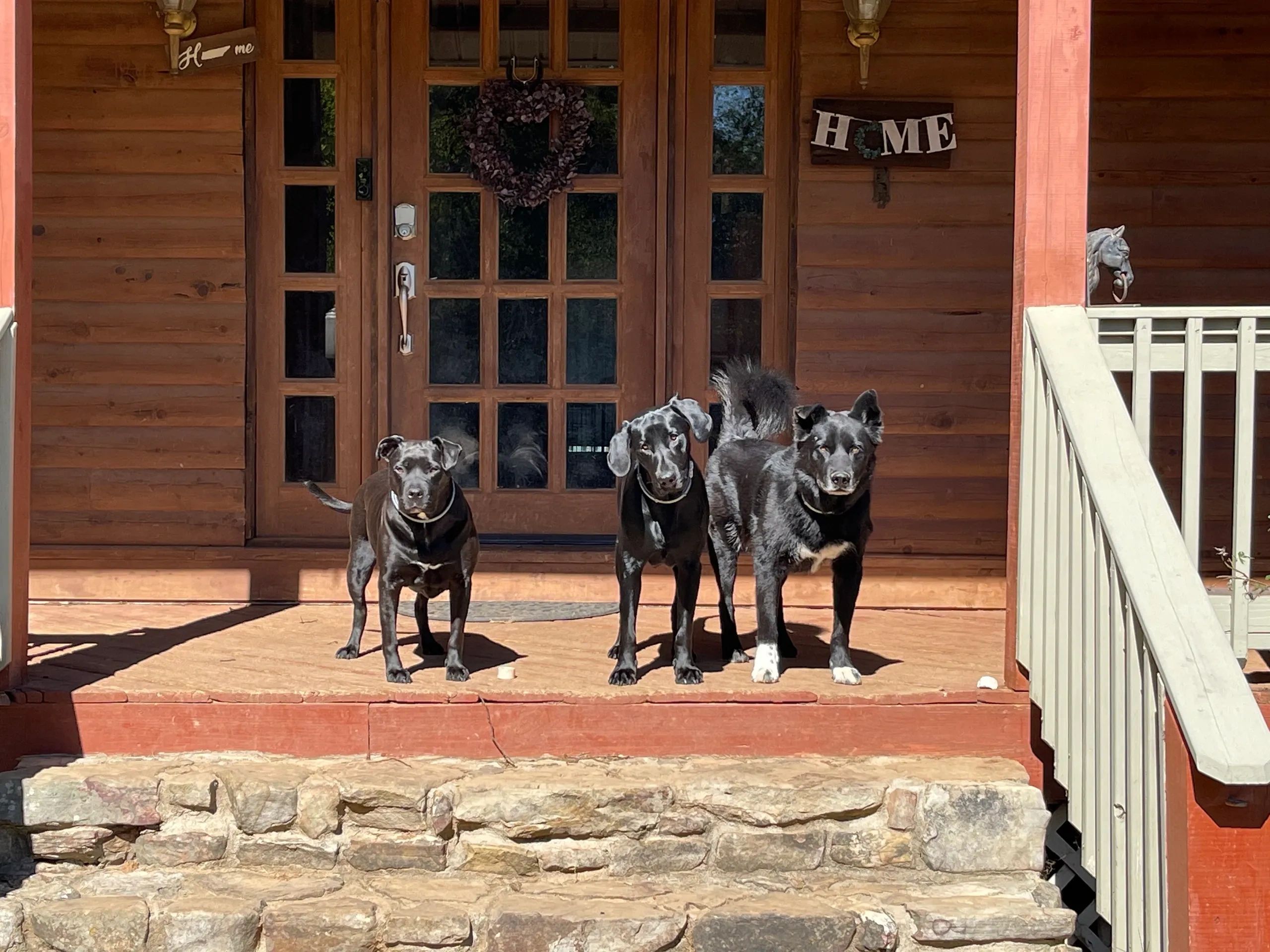 Adoptable Dogs