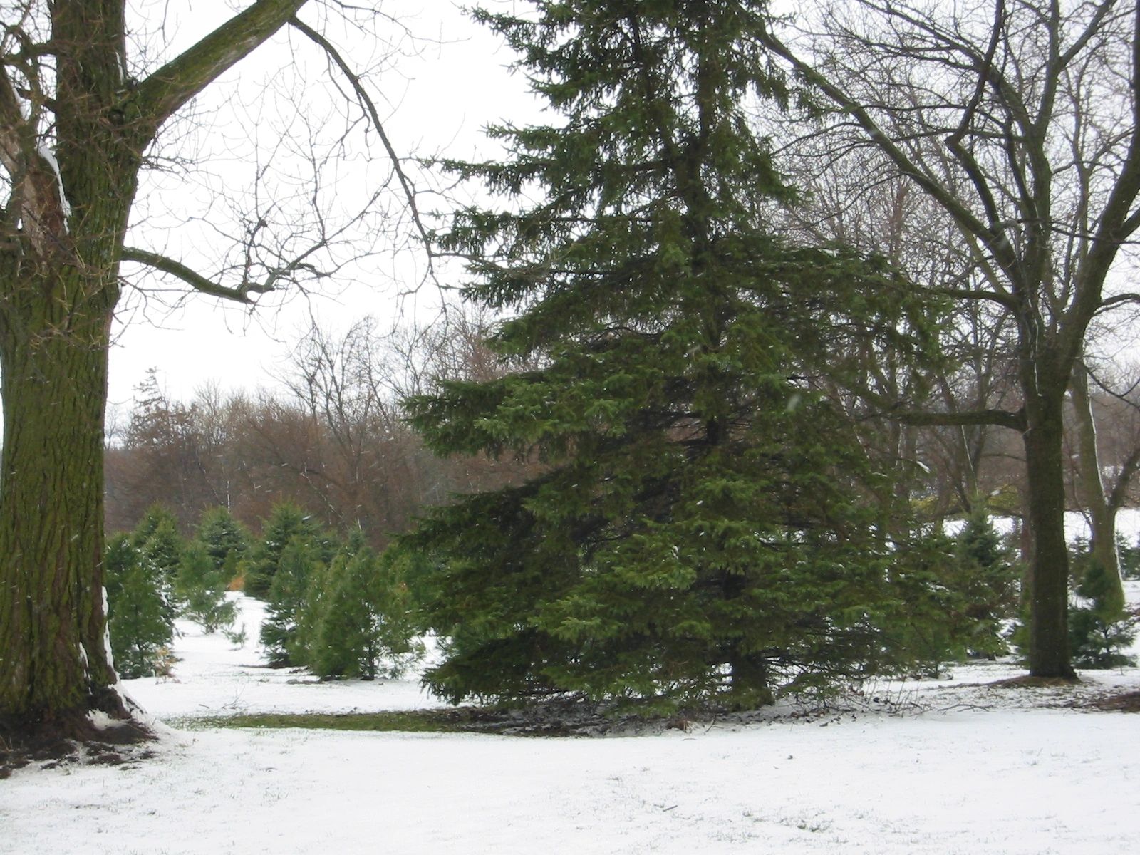 THE Christmas Tree Farm - Christmas Tree Farm - Des Moines, Iowa