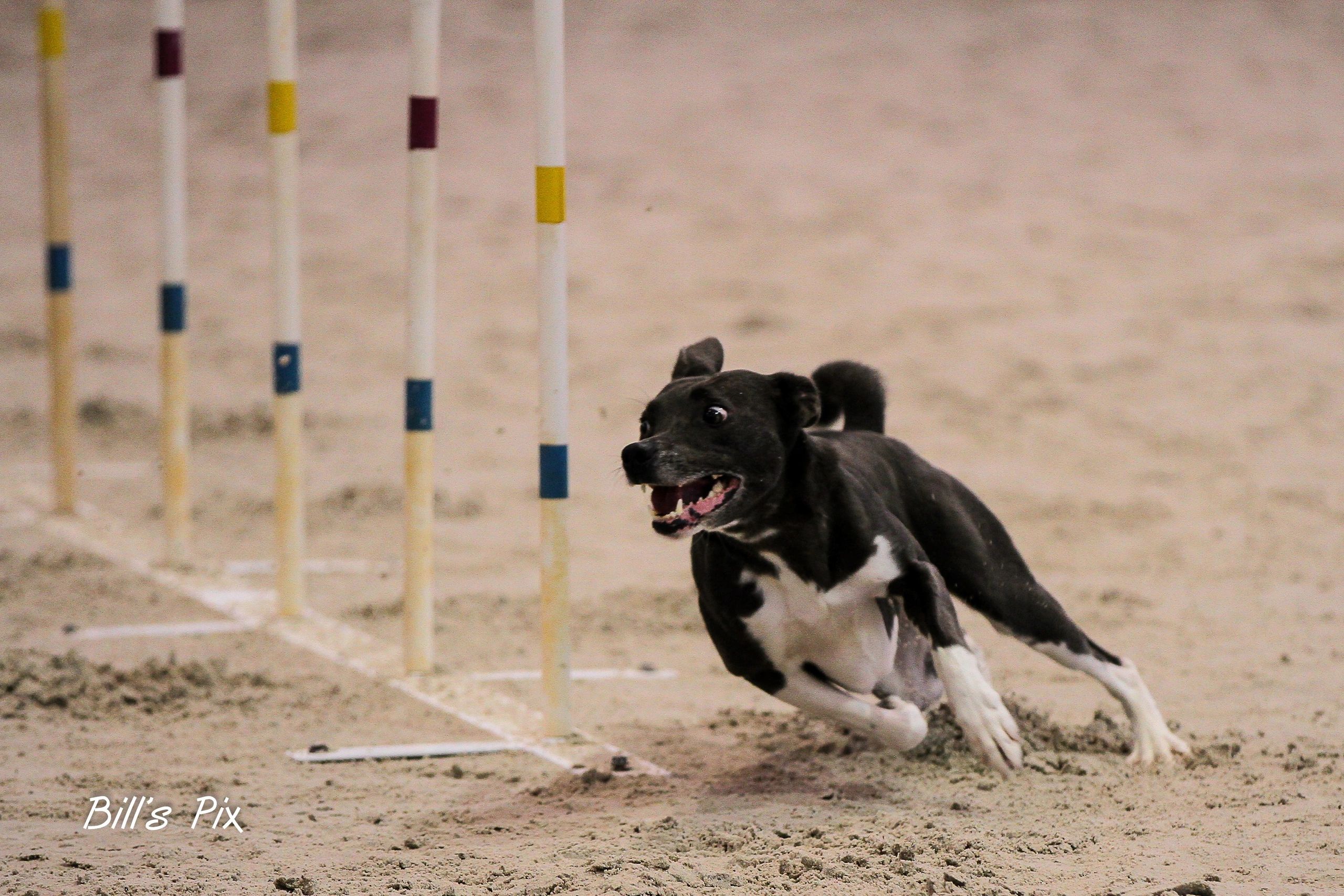 Ultimate Dog Sports: Train Your Dog with Experts