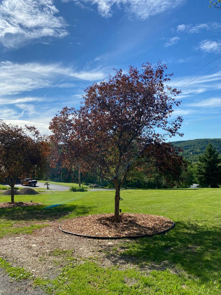 County Line Tree Farms: Your Trusted Tree Experts