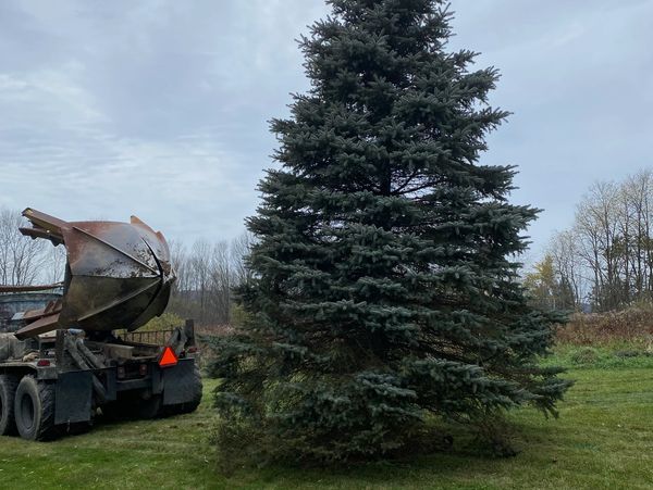 County Line Tree Farms: Your Trusted Tree Experts