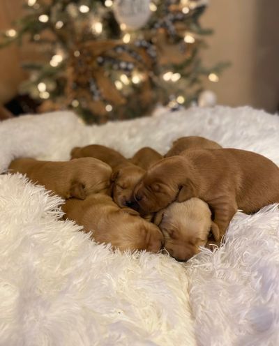 Golden Retriever - Harkey Farm Retriever