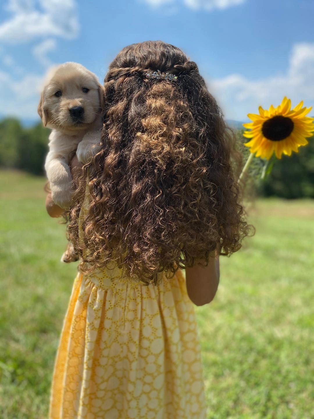 Golden Retriever - Harkey Farm Retriever