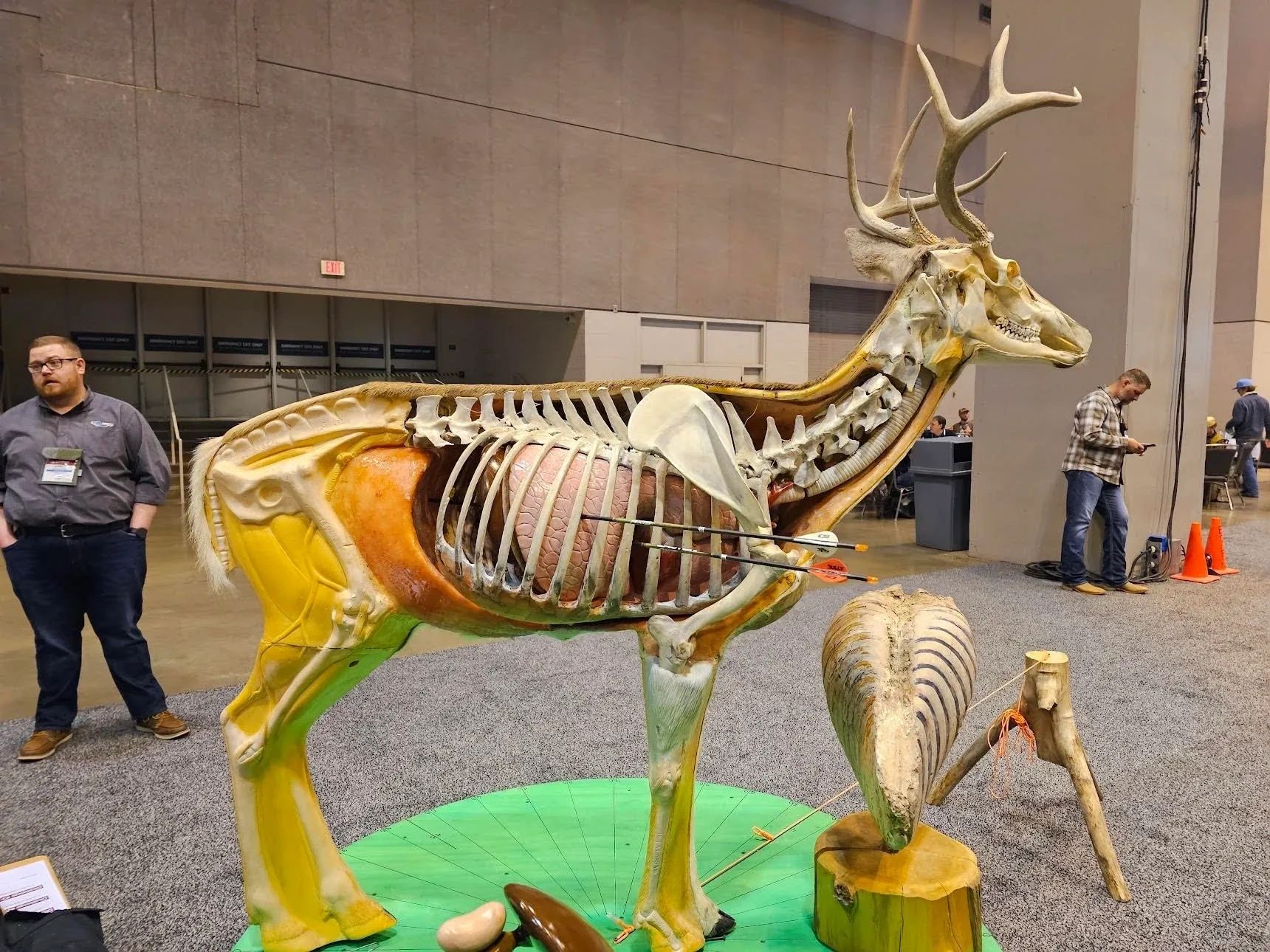 Animal Anatomy – The Anatomy Hunter