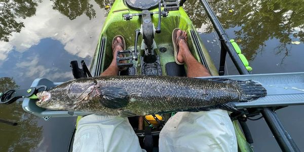 MegaLure - Fishing Lures, Topwater Frogs