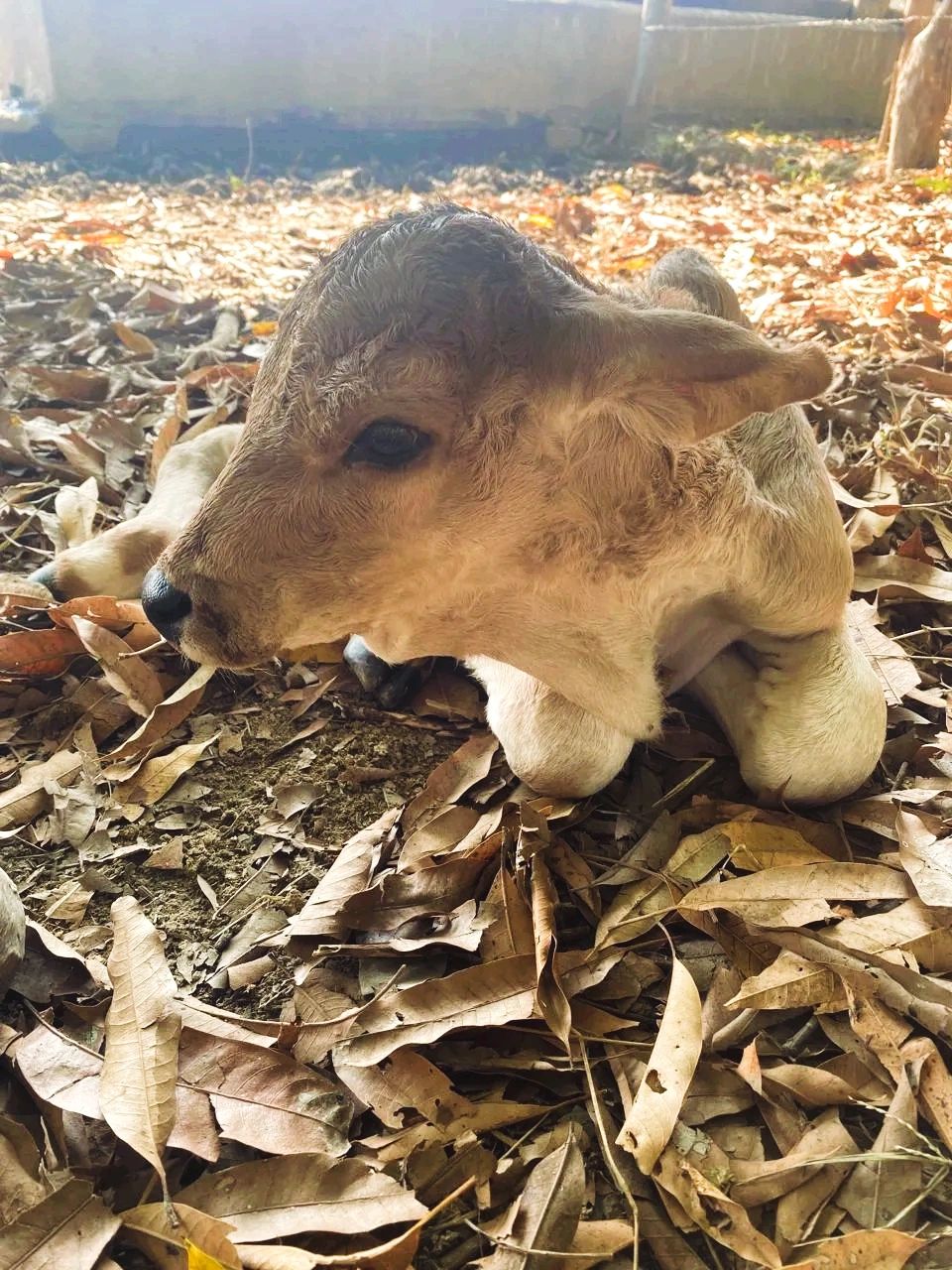 TENEMOS NUEVO INTEGRANTE EN LA FAMILIA