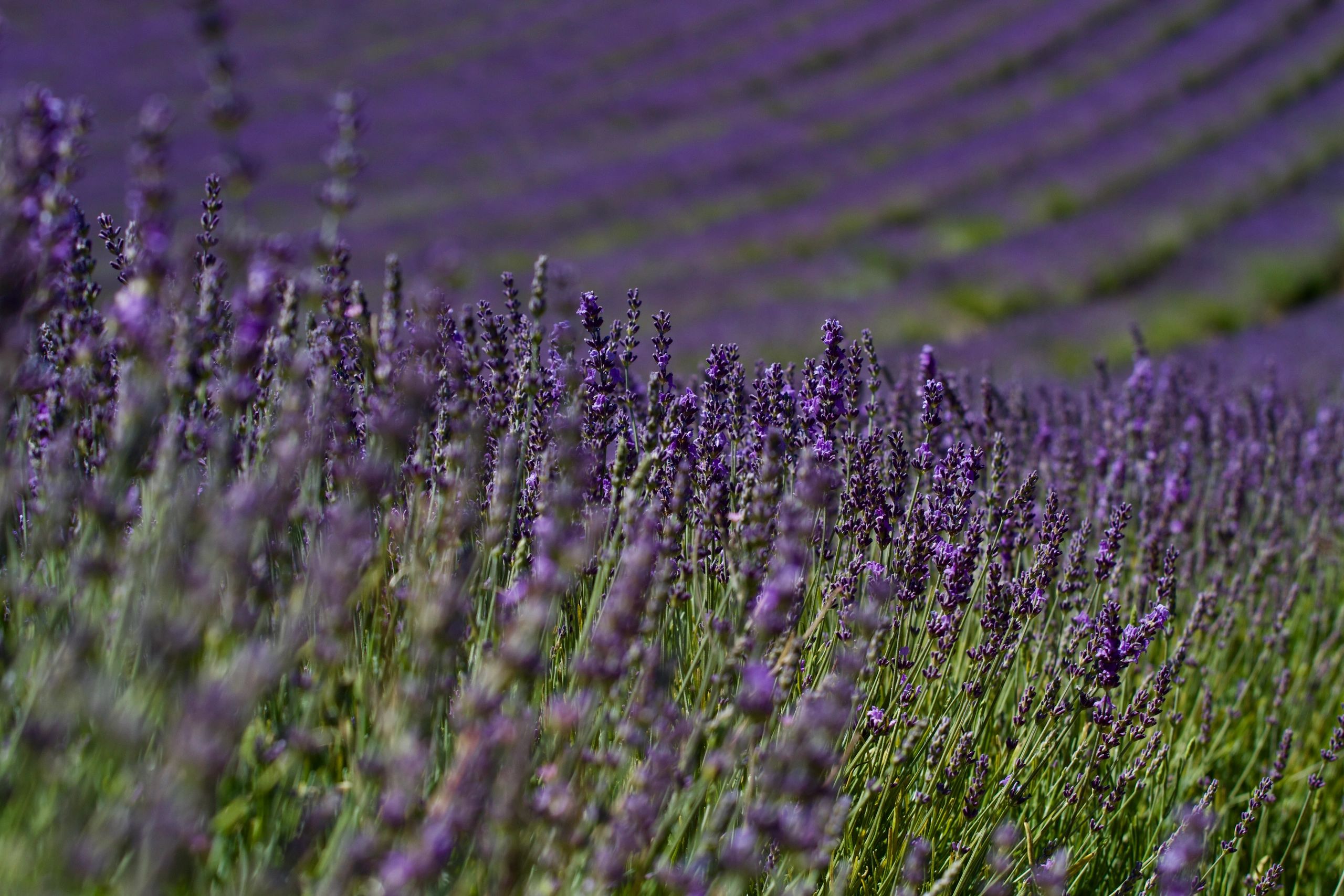 Toy Story | clair matthews