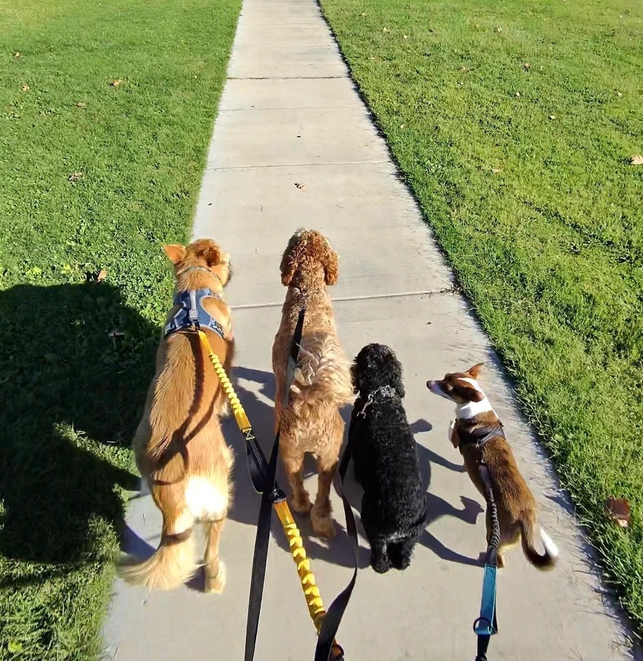 VIP Dog Day Care Services in Las Vegas