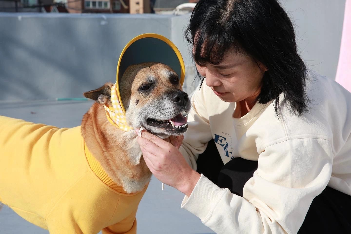 Adopt Korean jindo dog rescue at Last Chance for Korean Dogs