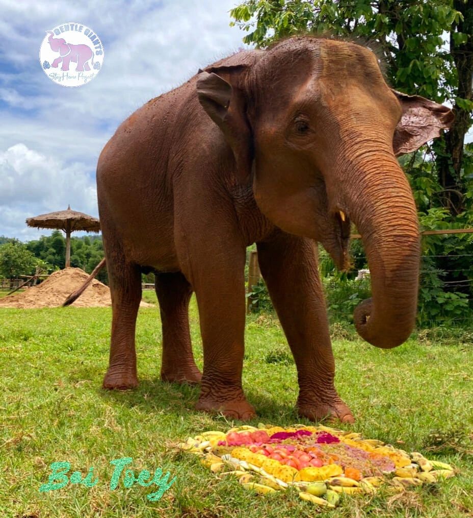 Bai Toey needs 8 sponsors/month @ $50/sponsor