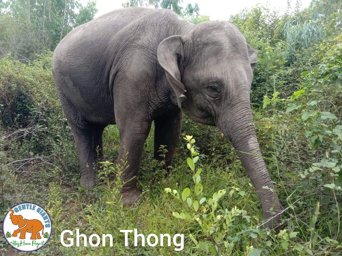 Ghon Thong (13 yo) needs 8 sponsors/month @ $50/sponsor