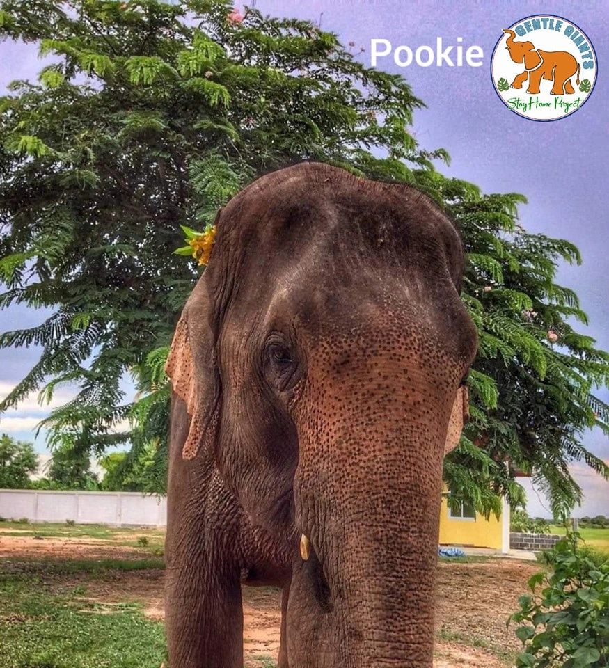 Pookie needs 8 sponsors/month @ $50/sponsor