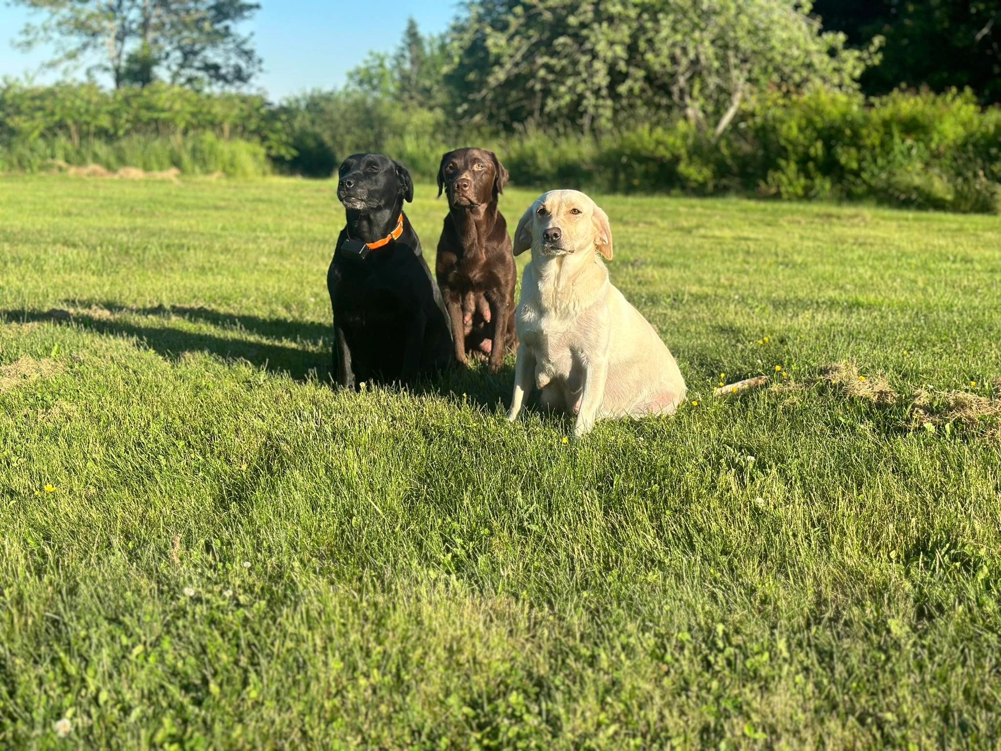East Uniacke Kennels