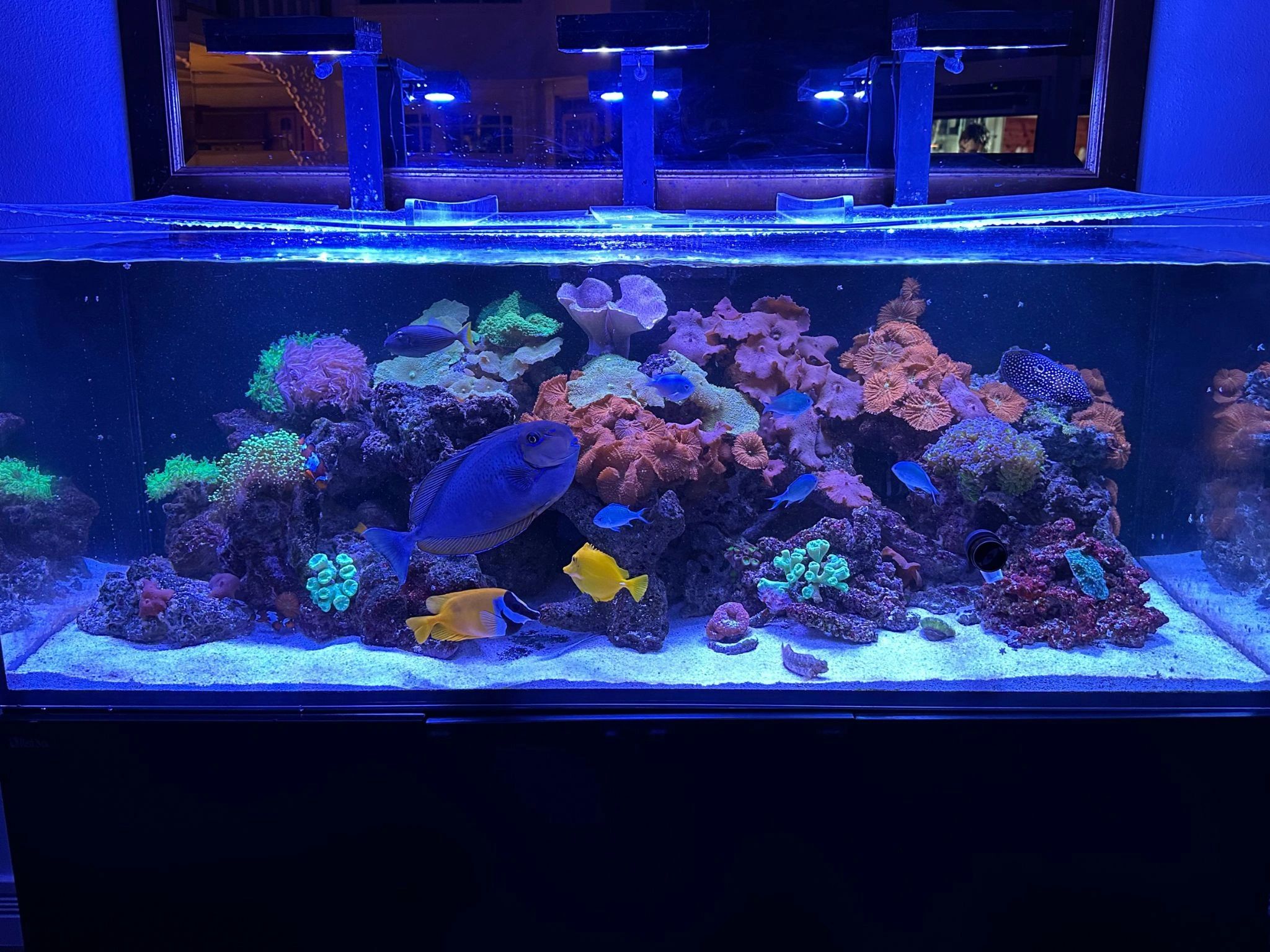 About | Aquatic Zoo Tropical Fish