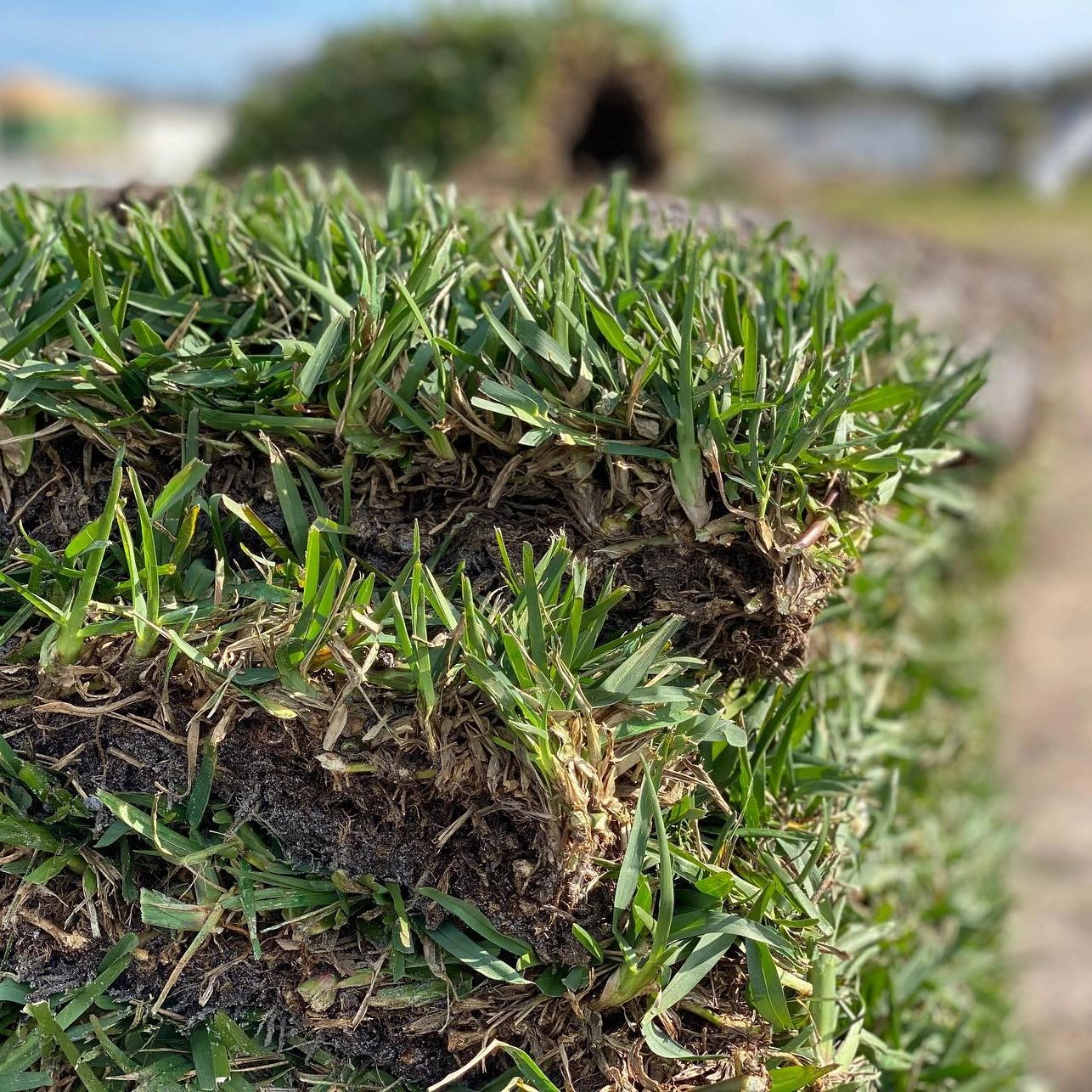 Fresh Sod - Agriscape Sod