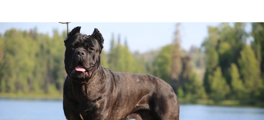 Alaska Cane Corso - Last Frontier Cane Corso