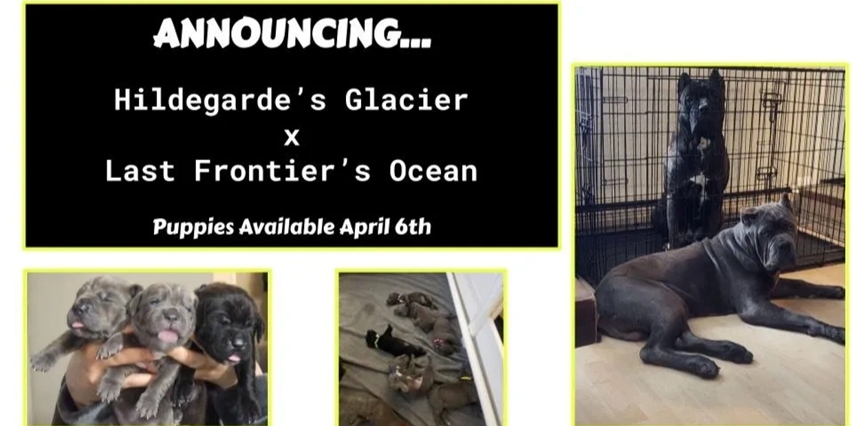 Alaska Cane Corso - Last Frontier Cane Corso