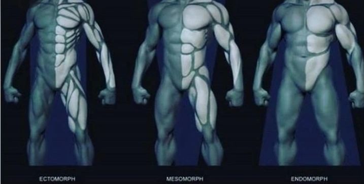 Understanding Body Types & Fitness