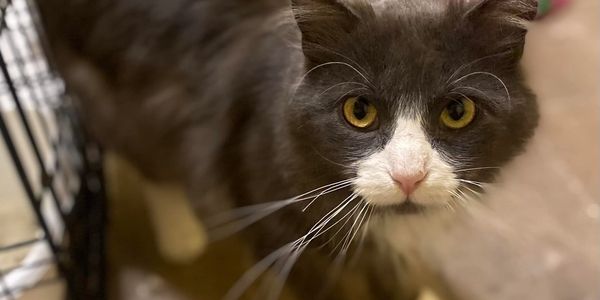 The Kitty Cottage Sanctuary