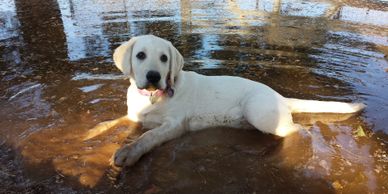 Puppies | Az Firehouse Labs
