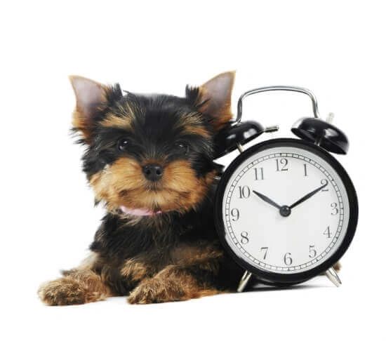 Do Dogs Have Sense Of Time