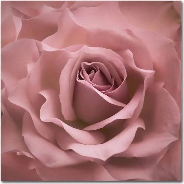 Rose and Thorn Day Spa - Esthetician, Day Spa, Esthetics, Esthetician