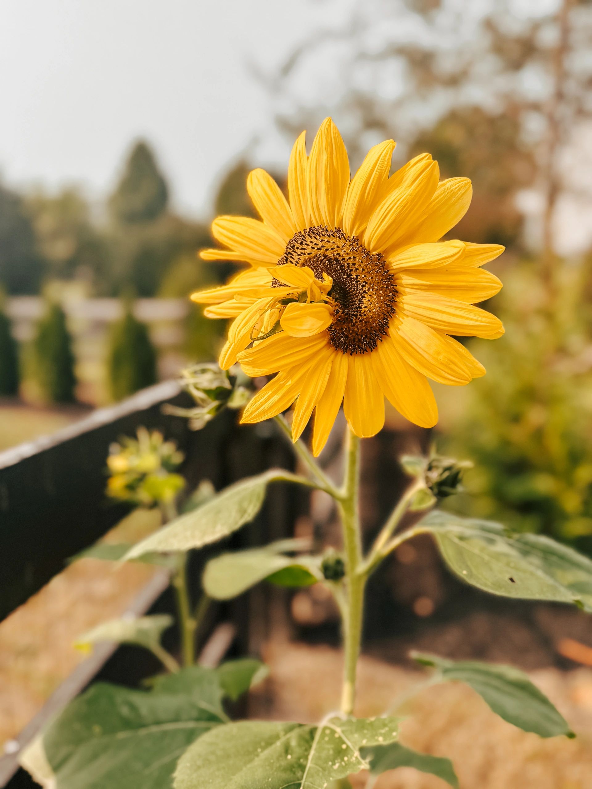 Miniature Goldendoodles - The Doodle Cottage