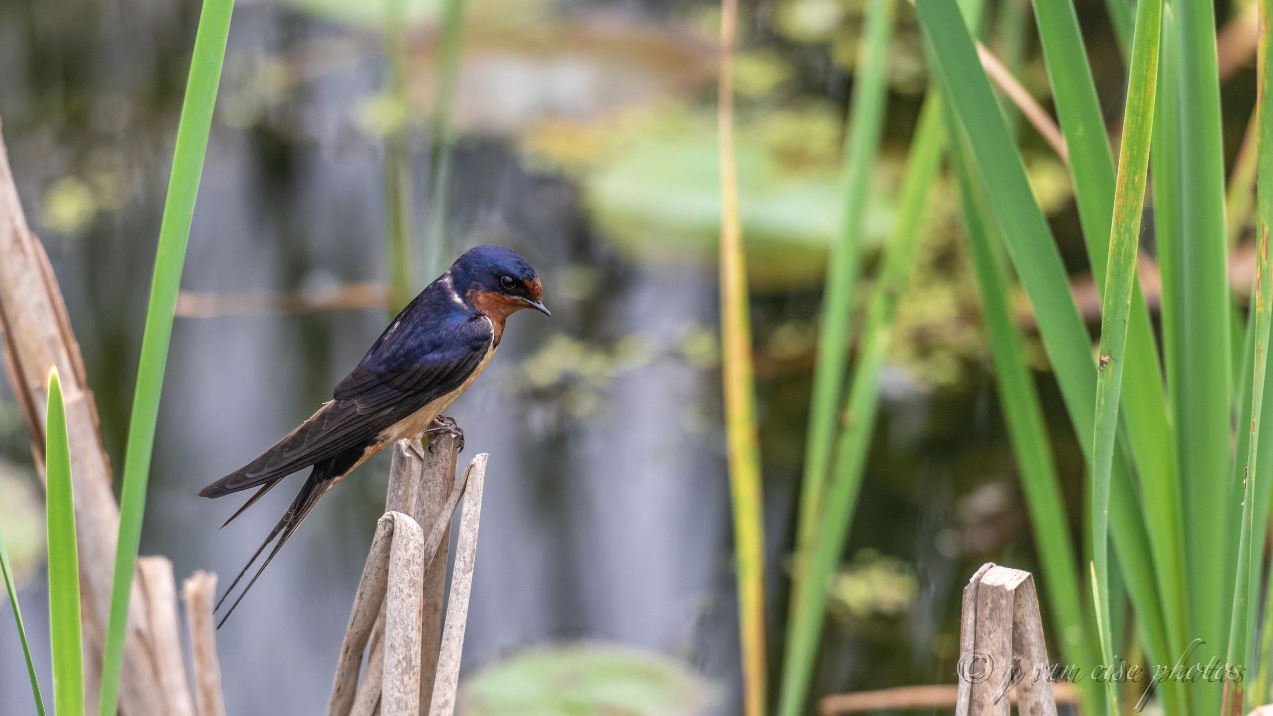 Bird Saver Platform: Harnessing the Farm Bill for Conservation
