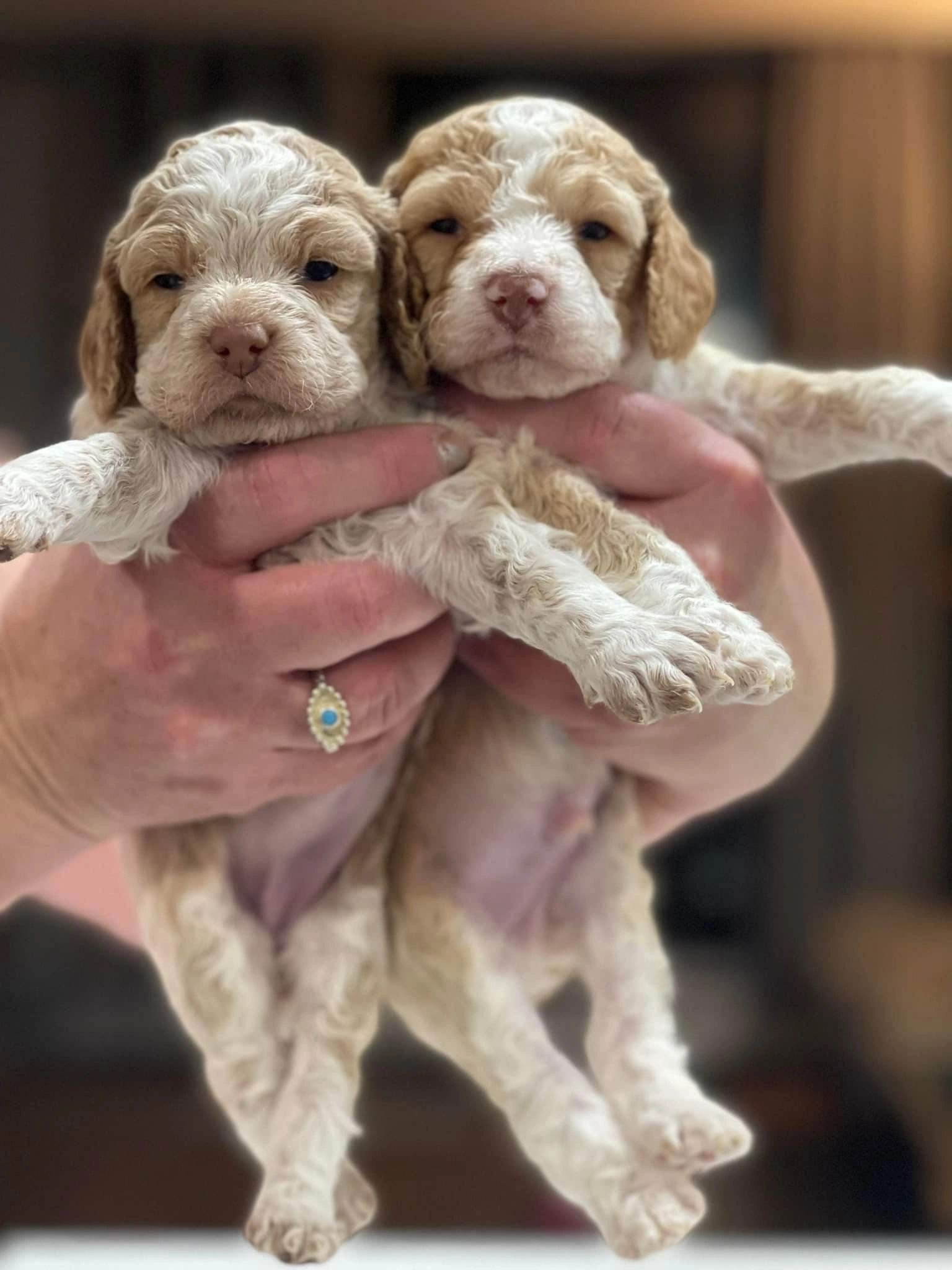 Sofi's Cockapoos - Cockapoo Puppies, Cockapoos