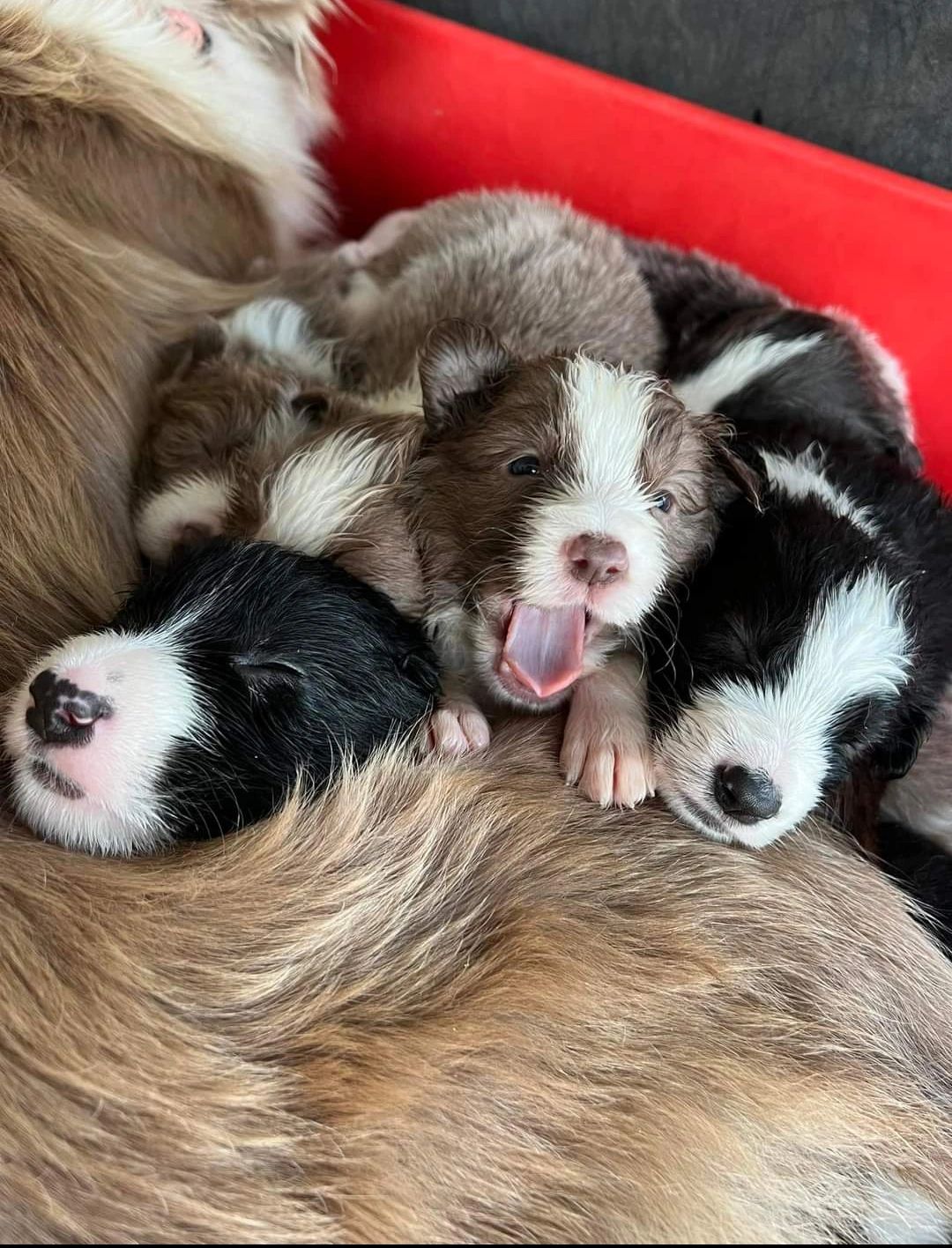 Manor Farms - Miniature Jerseys, Miniature Jersey Cattle