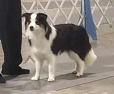 Manor Farms - Border Collies, Alabama, Border Collie Puppies for Sale ...