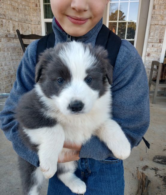 Manor Farms - Border Collies, Alabama, Border Collie Puppies for Sale ...