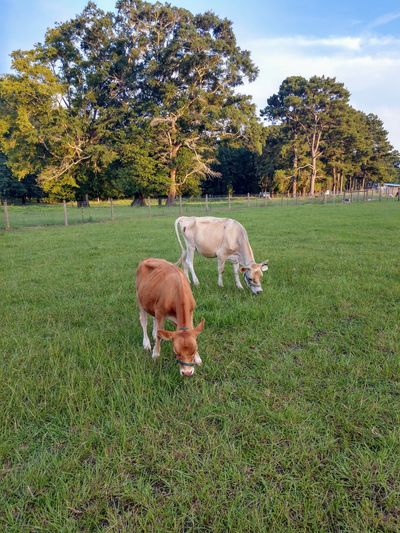 Manor Farms - Miniature Jerseys, Miniature Jersey Cattle