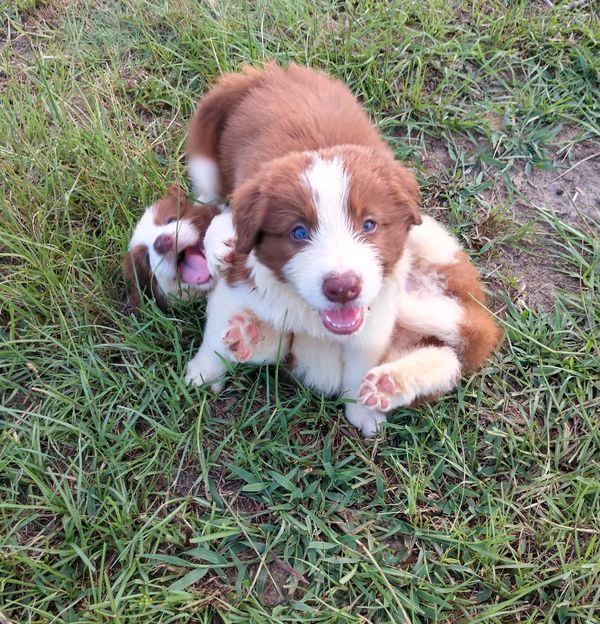 Manor Farms - Border Collies, Alabama, Border Collie Puppies for Sale ...