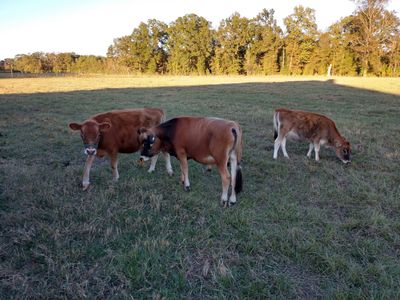 Manor Farms - Miniature Jerseys, Miniature Jersey Cattle | Manor Farms