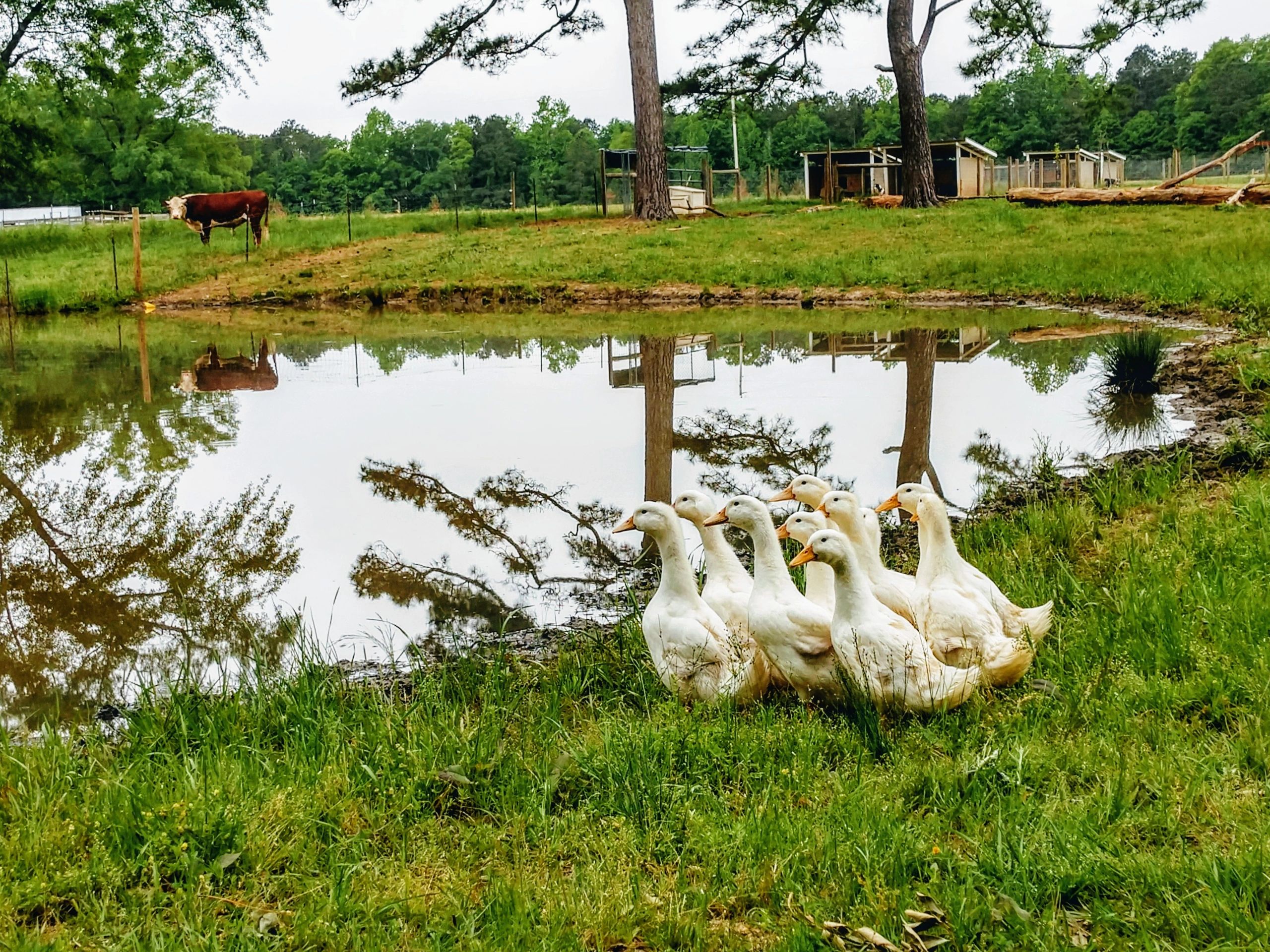 Manor Farms - Miniature Jerseys, Miniature Jersey Cattle | Manor Farms