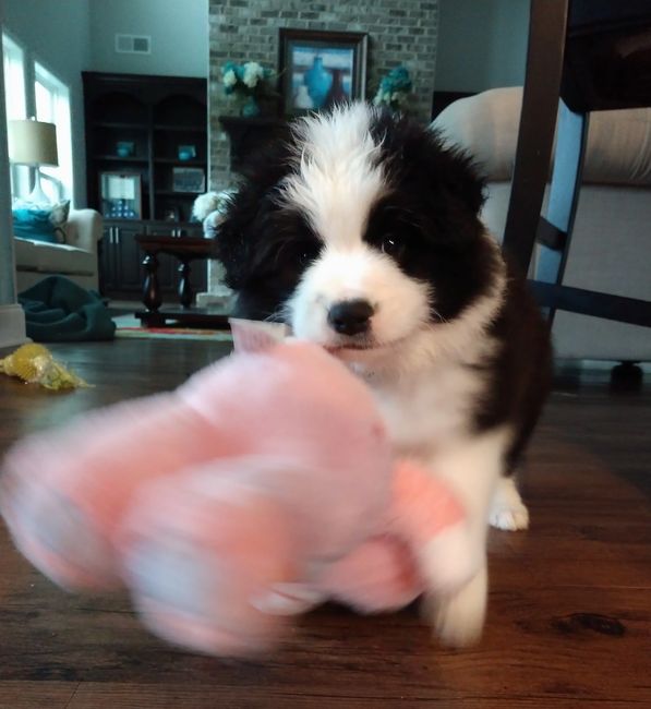Manor Farms - Border Collies, Alabama, Border Collie Puppies for Sale ...
