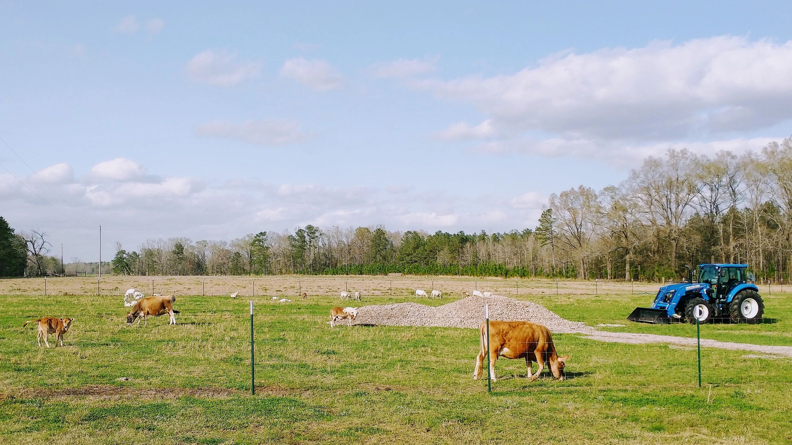 Manor Farms - Miniature Jerseys, Miniature Jersey Cattle