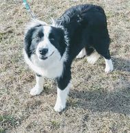 Manor Farms - Border Collies, Alabama, Border Collie Puppies for Sale ...