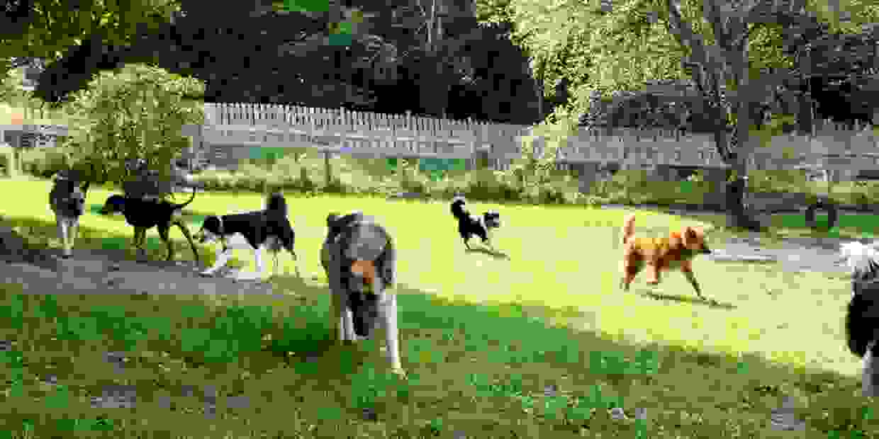 Four Paws Inn - Dog Boarding, Dog Daycare, Dog Services